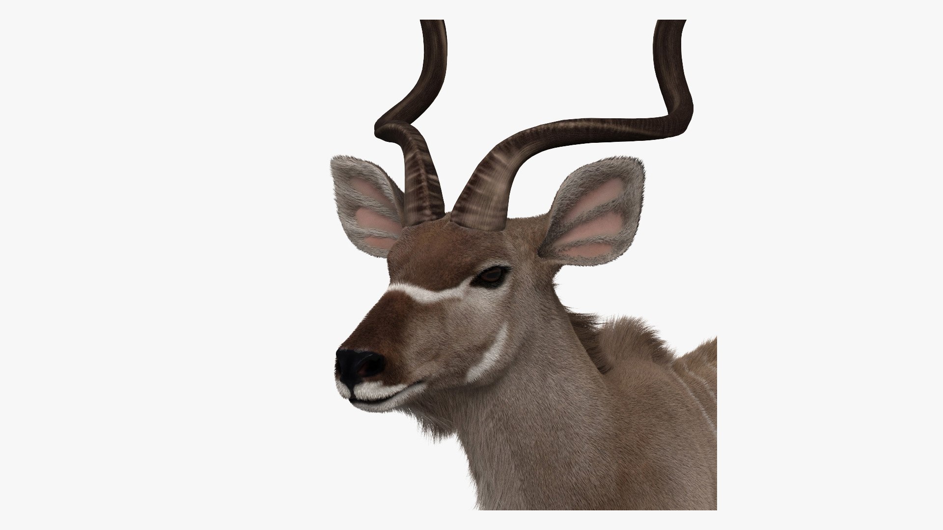 3D Greater Kudu HD model - TurboSquid 2013039