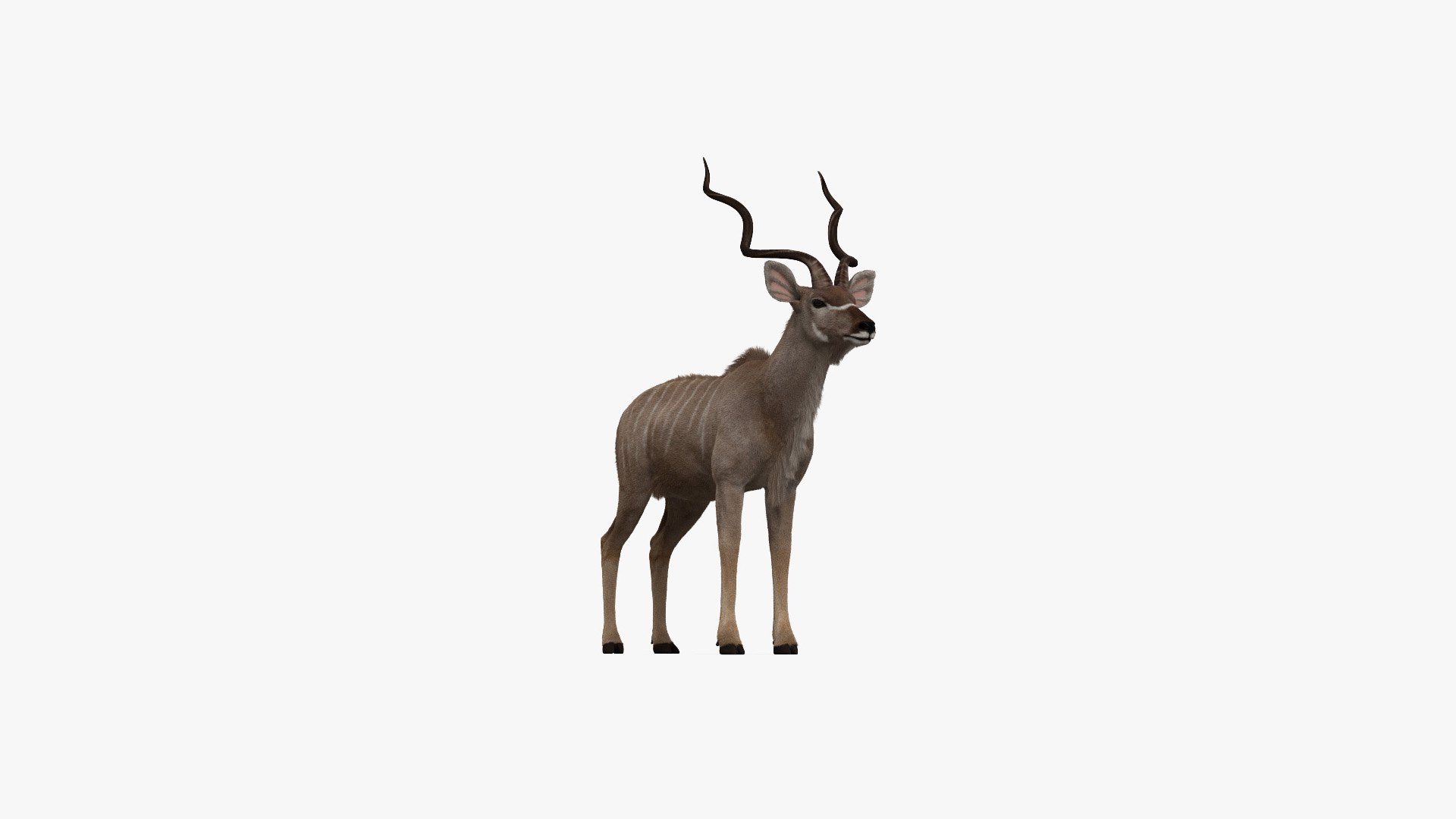 3D Greater Kudu HD model - TurboSquid 2013039