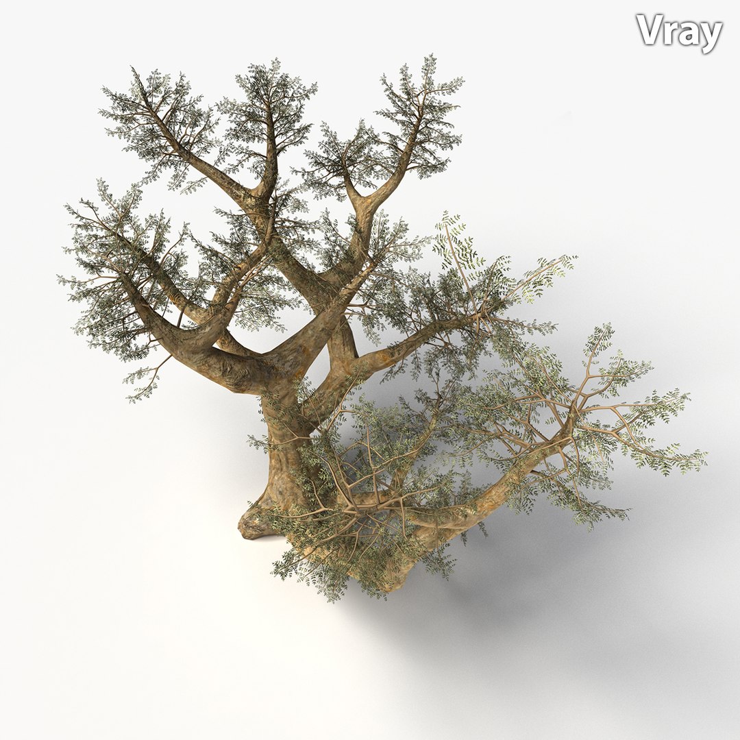 3d Model Frankincense Tree
