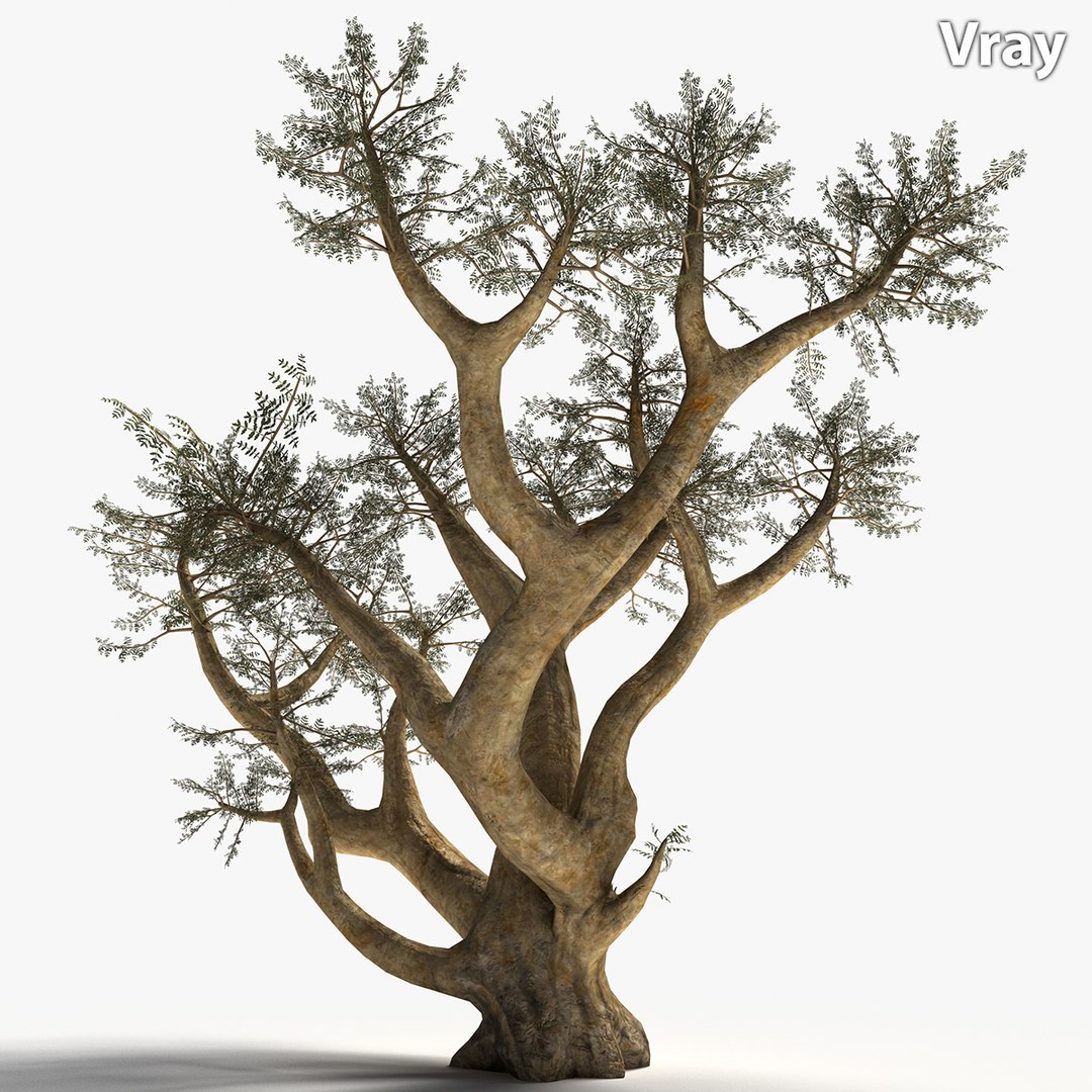 3d Model Frankincense Tree