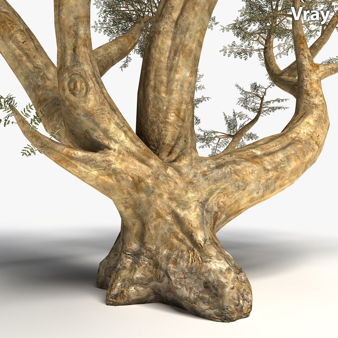 3d Model Frankincense Tree