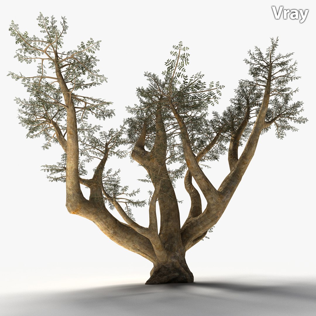 3d Model Frankincense Tree