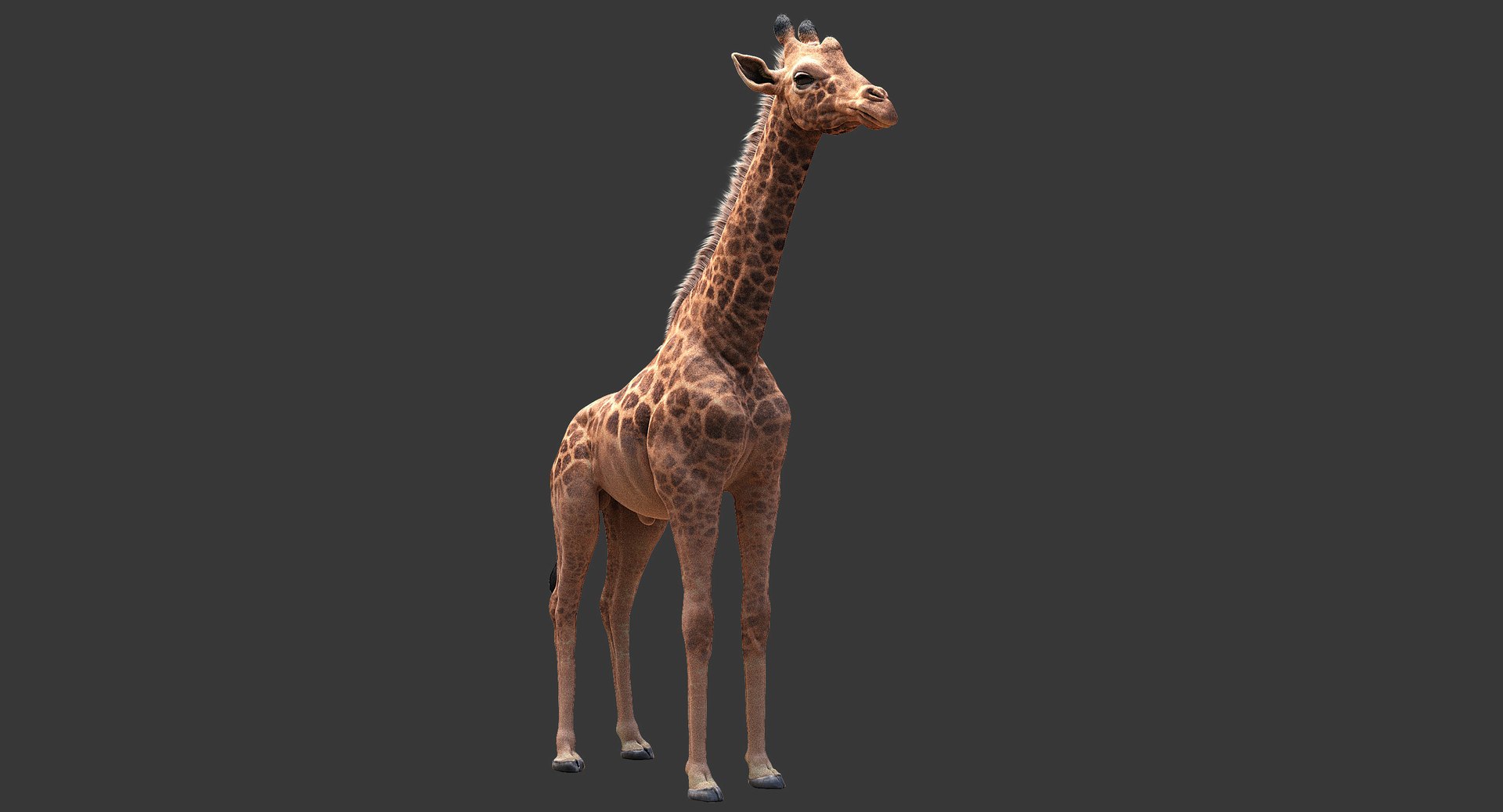 3D Model Realistic Giraffe - TurboSquid 1223680