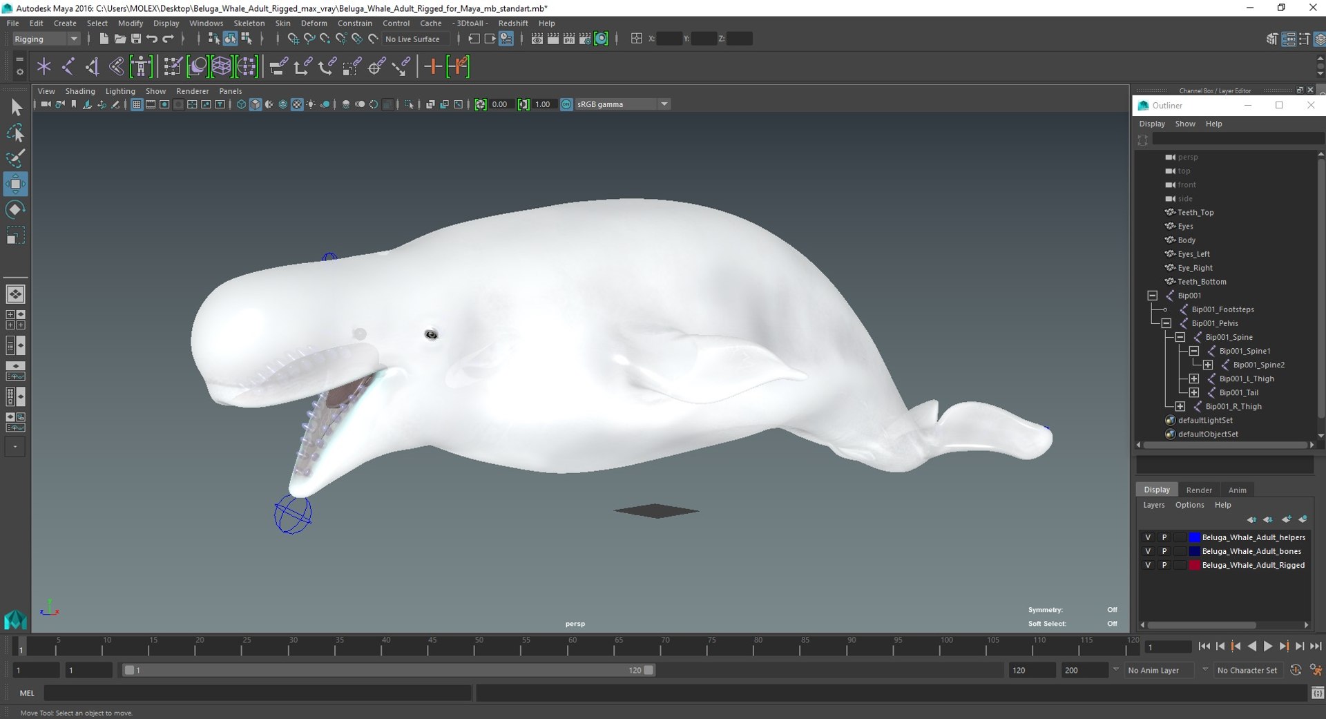 Beluga Whale Adult Rigged for Maya 3D - TurboSquid 2052241