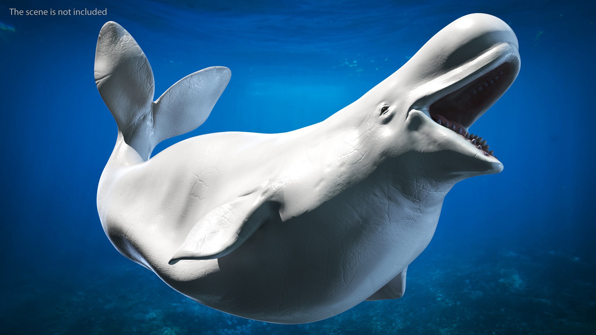 Beluga Whale Adult Rigged for Maya 3D - TurboSquid 2052241