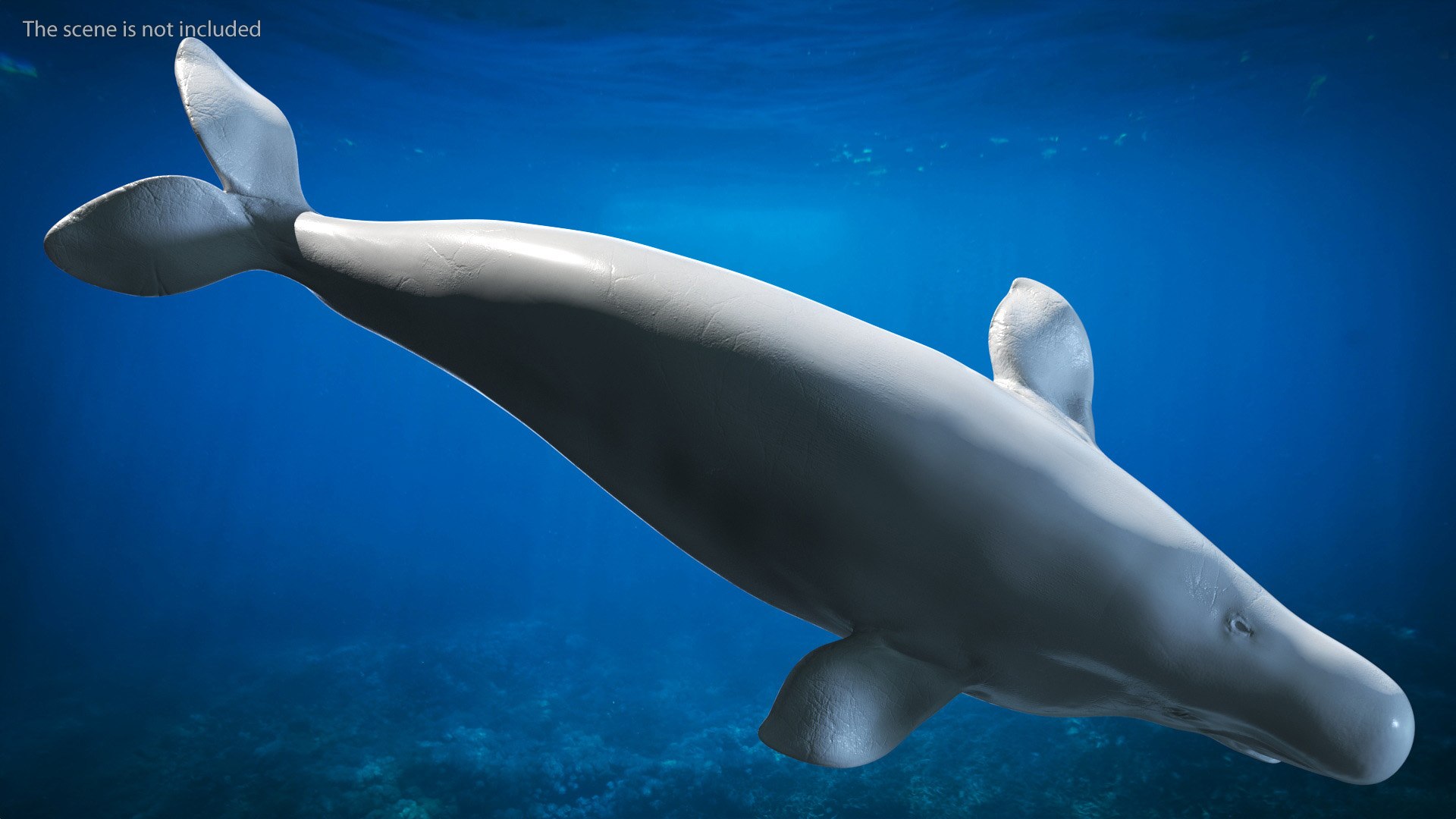 Beluga Whale Adult Rigged for Maya 3D - TurboSquid 2052241