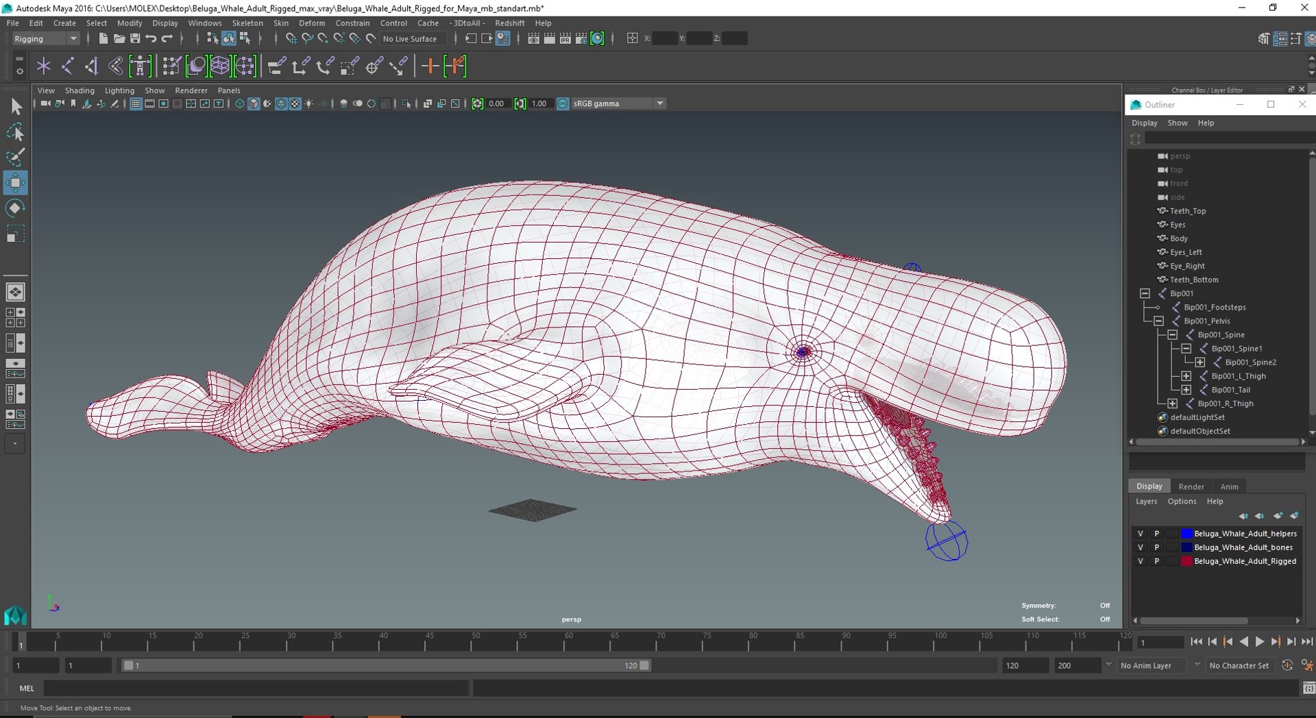 Beluga Whale Adult Rigged for Maya 3D - TurboSquid 2052241
