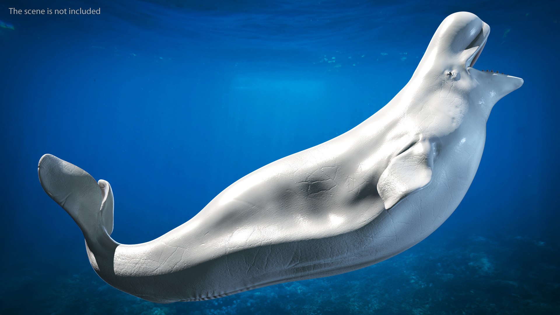 Beluga Whale Adult Rigged for Maya 3D - TurboSquid 2052241