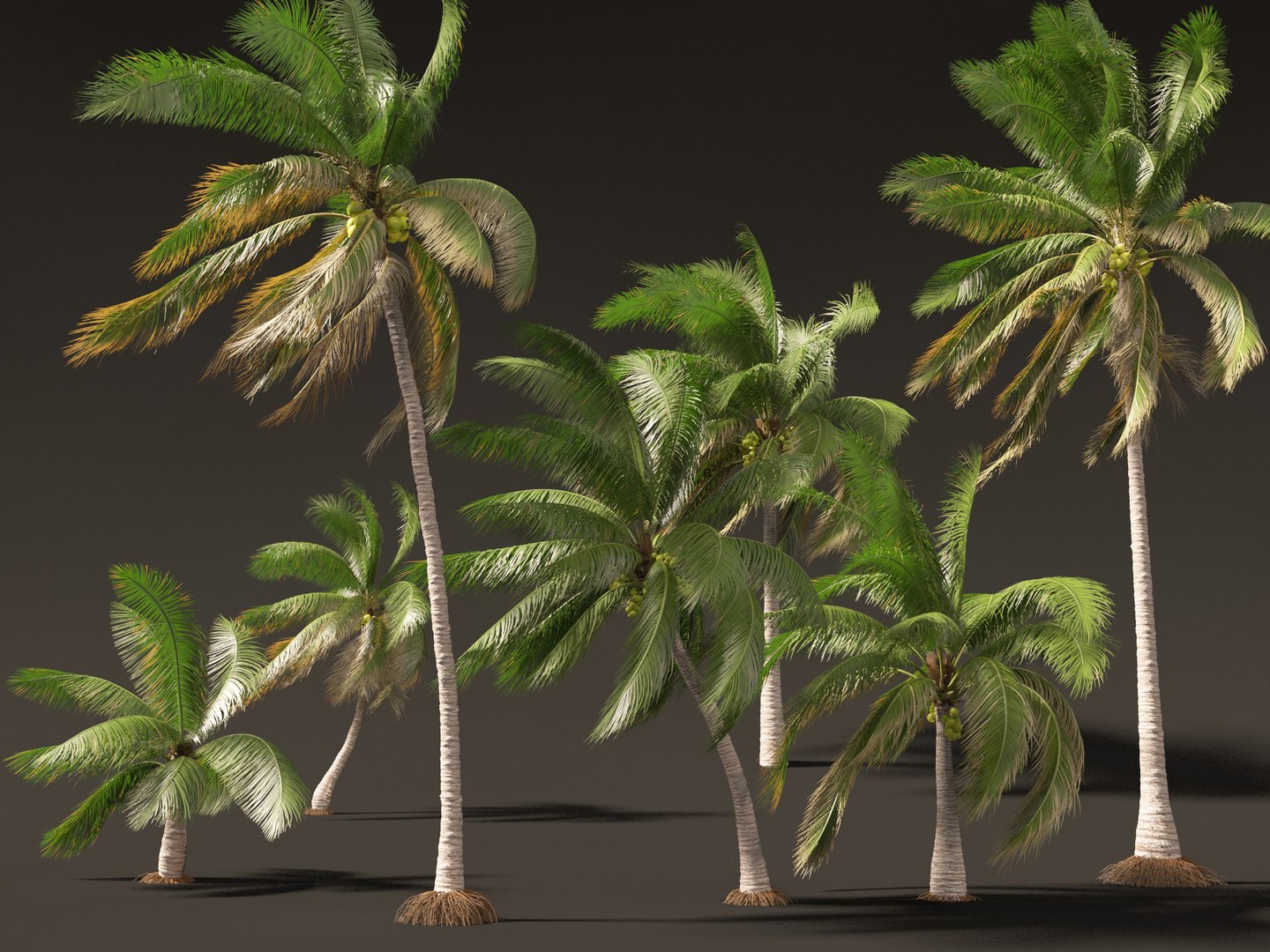 3D Model Cocos Nucifera - Coconut Tree 03 - TurboSquid 2149534