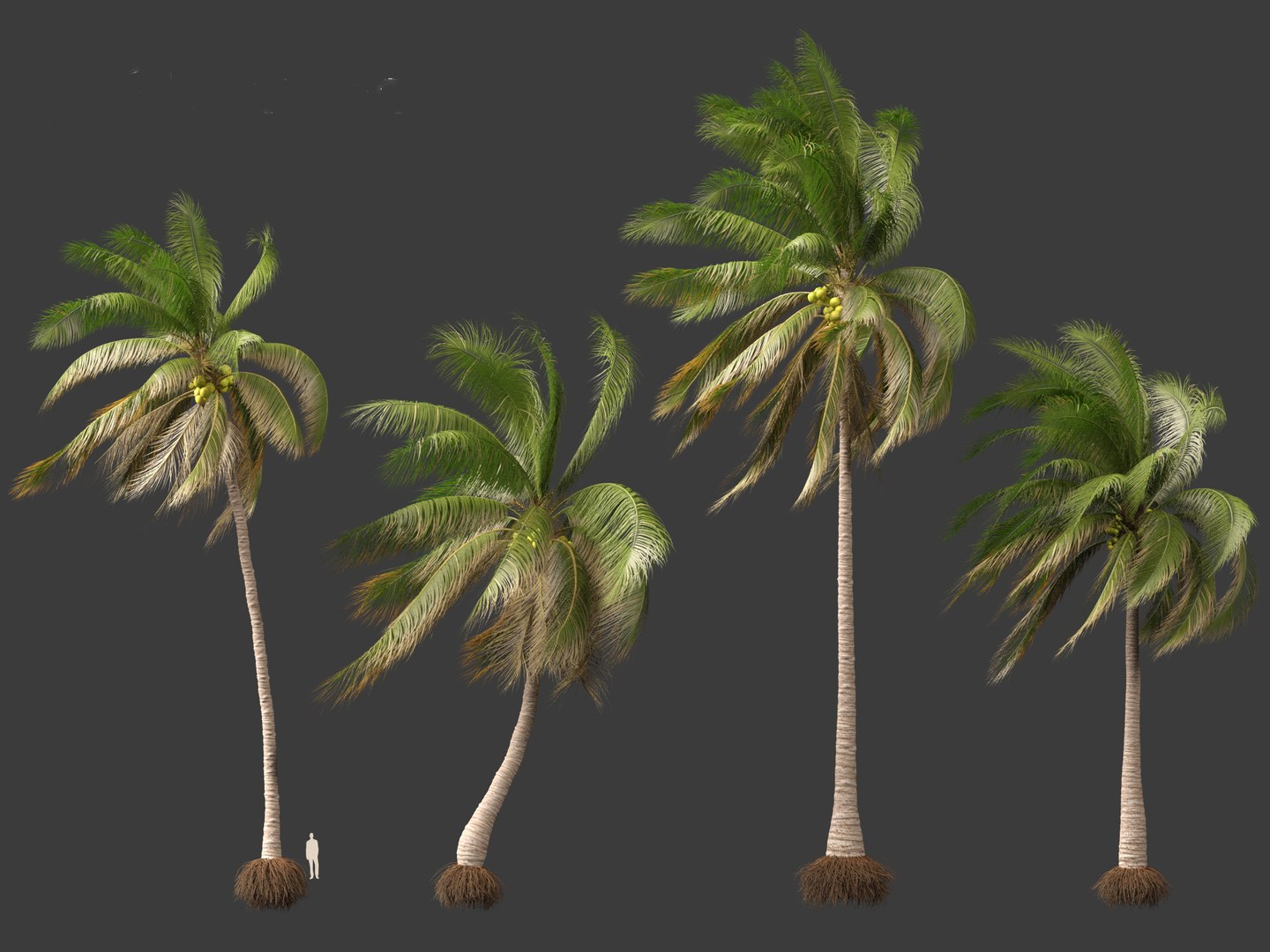 3D Model Cocos Nucifera - Coconut Tree 03 - TurboSquid 2149534