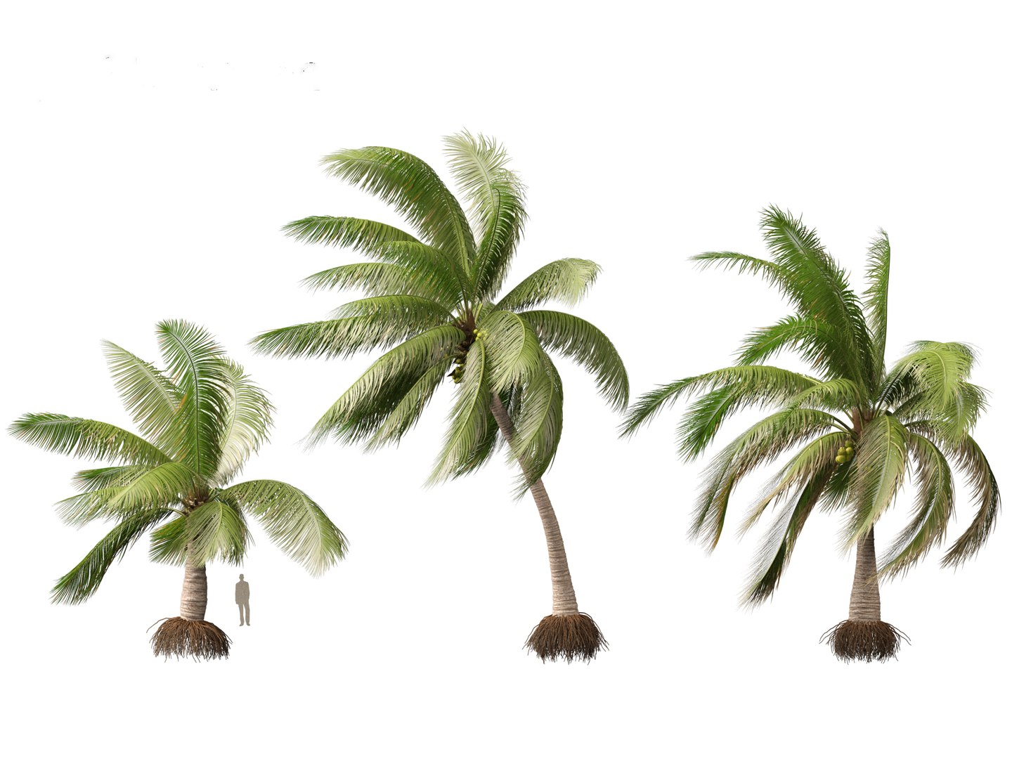3D Model Cocos Nucifera - Coconut Tree 03 - TurboSquid 2149534