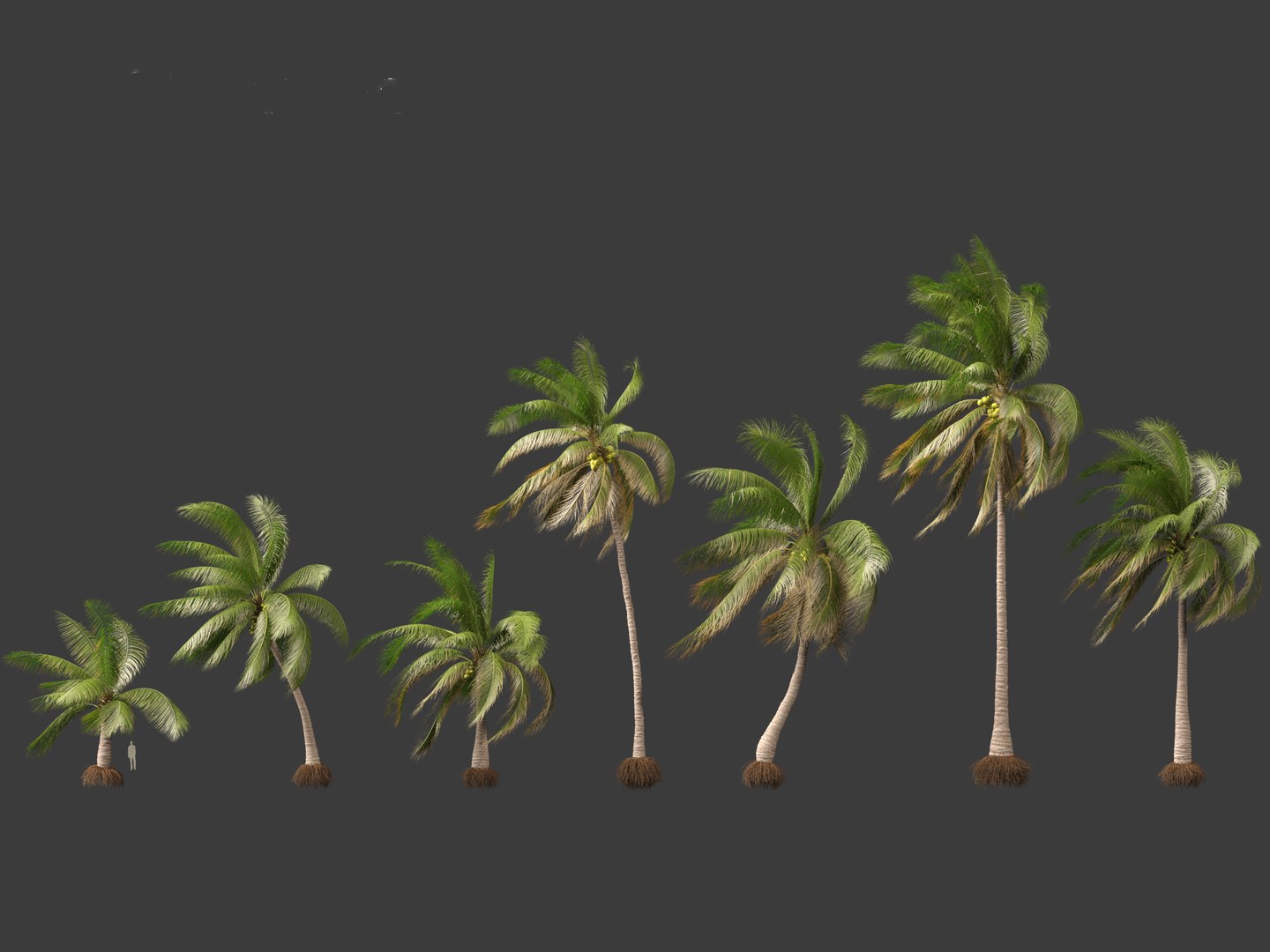 3D Model Cocos Nucifera - Coconut Tree 03 - TurboSquid 2149534