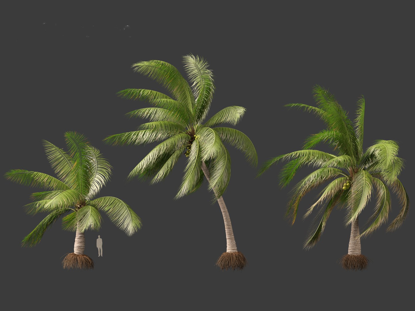 3D Model Cocos Nucifera - Coconut Tree 03 - TurboSquid 2149534