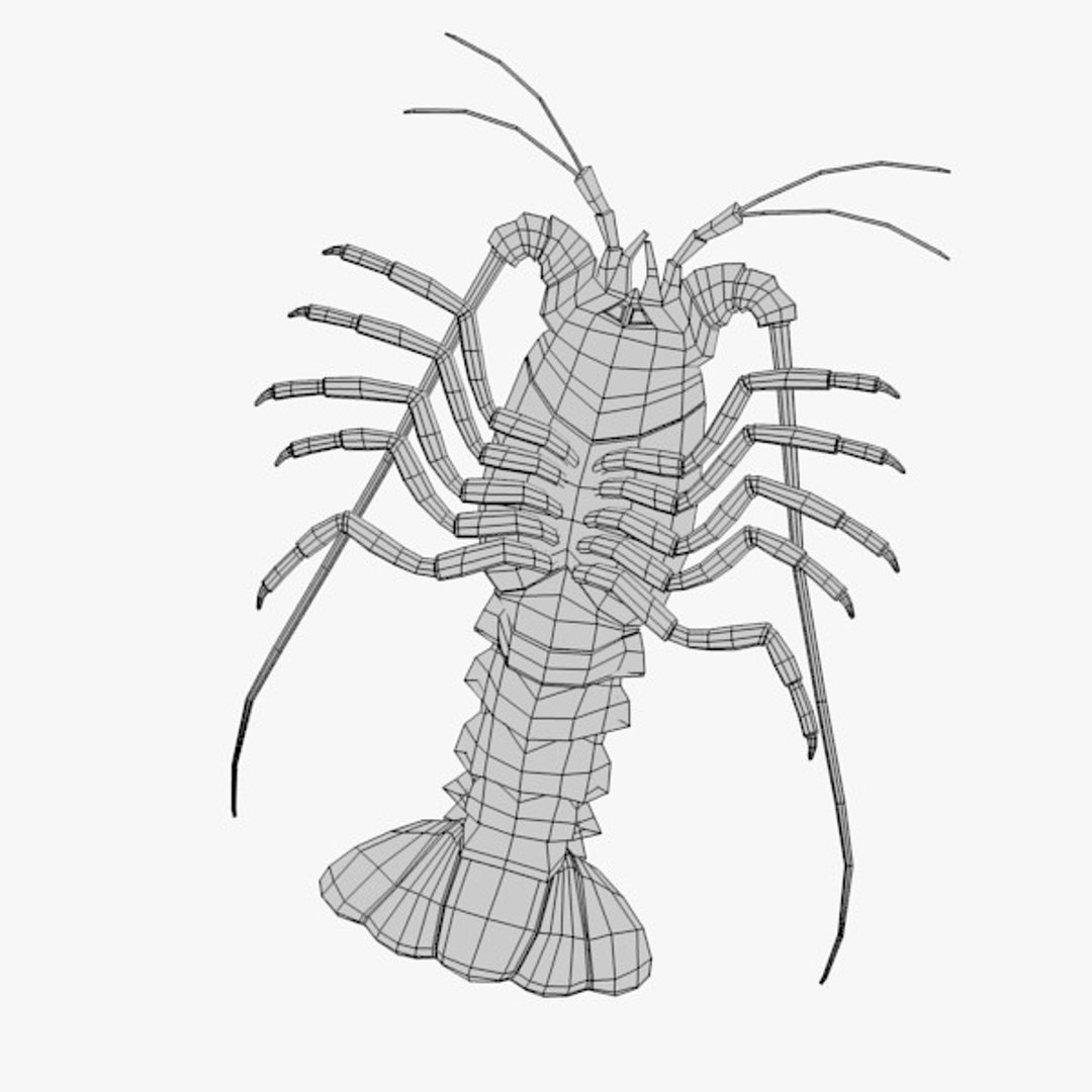 maya spiny lobster