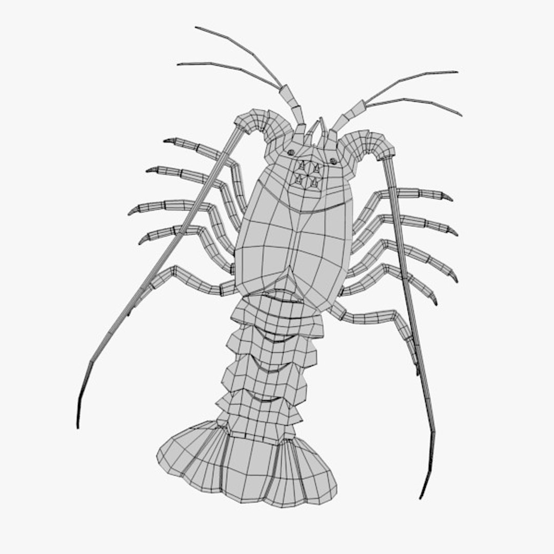 maya spiny lobster