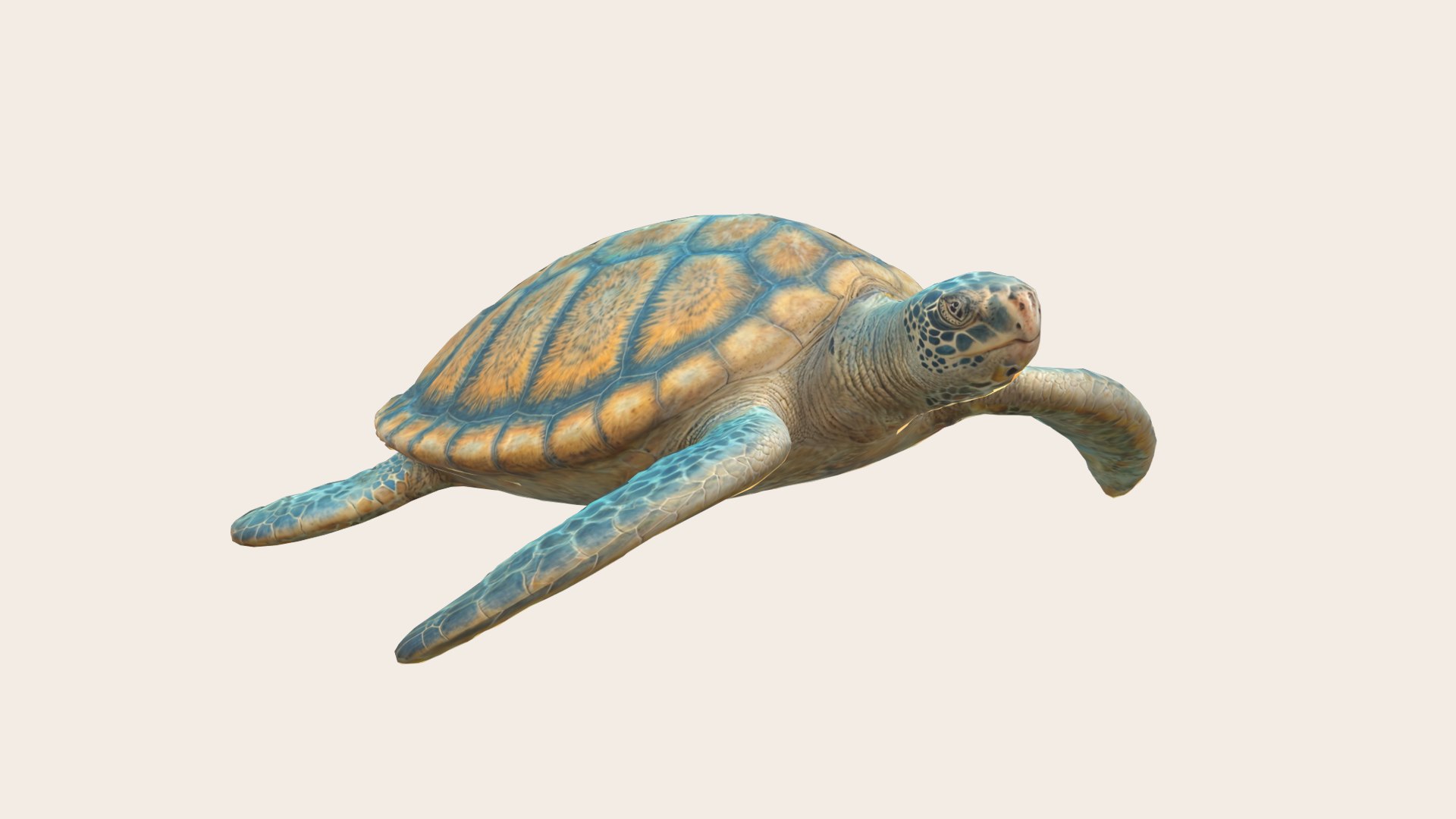 Sea Turtle 3D Model - TurboSquid 2270234