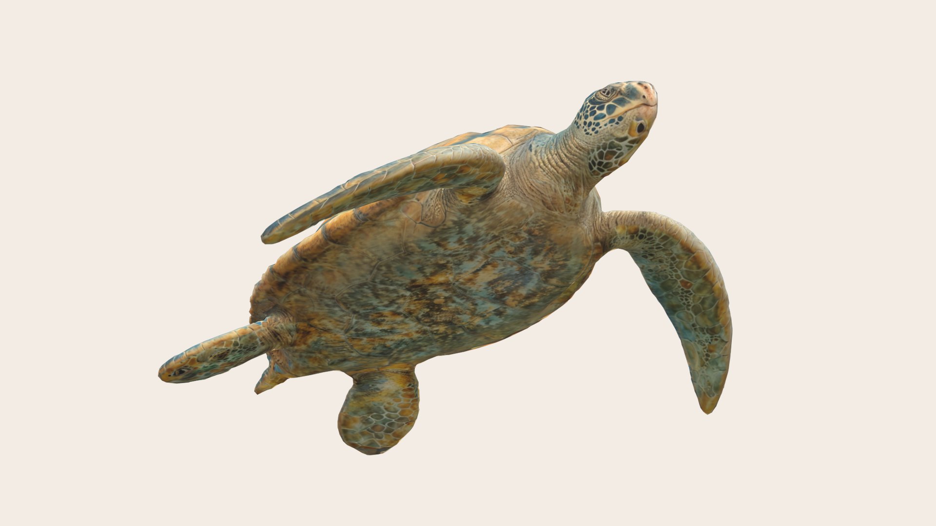 Sea Turtle 3D Model - TurboSquid 2270234