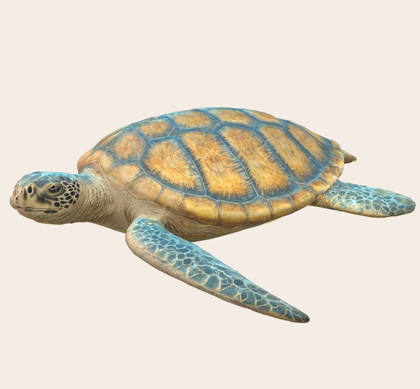 modelo 3d Tortuga marina - TurboSquid 2270234
