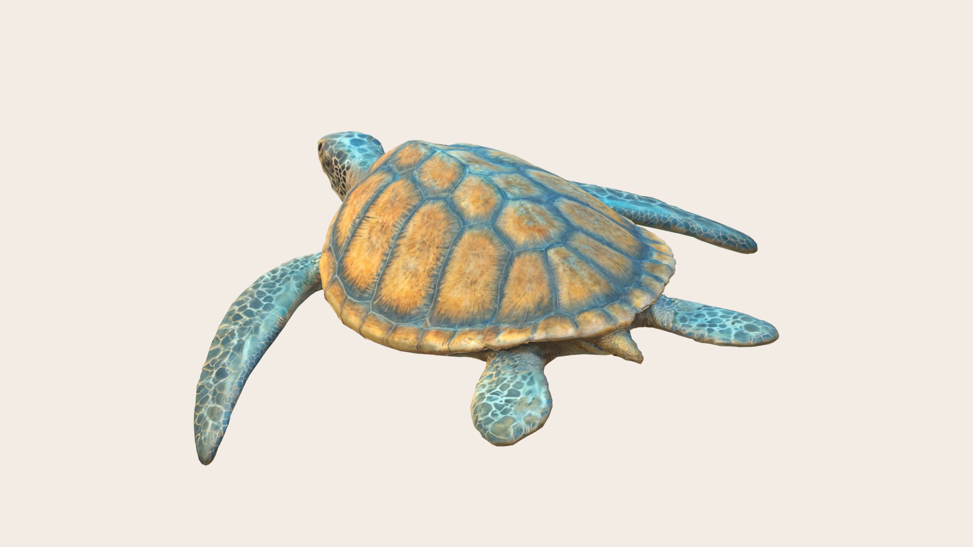 Sea Turtle 3D Model - TurboSquid 2270234