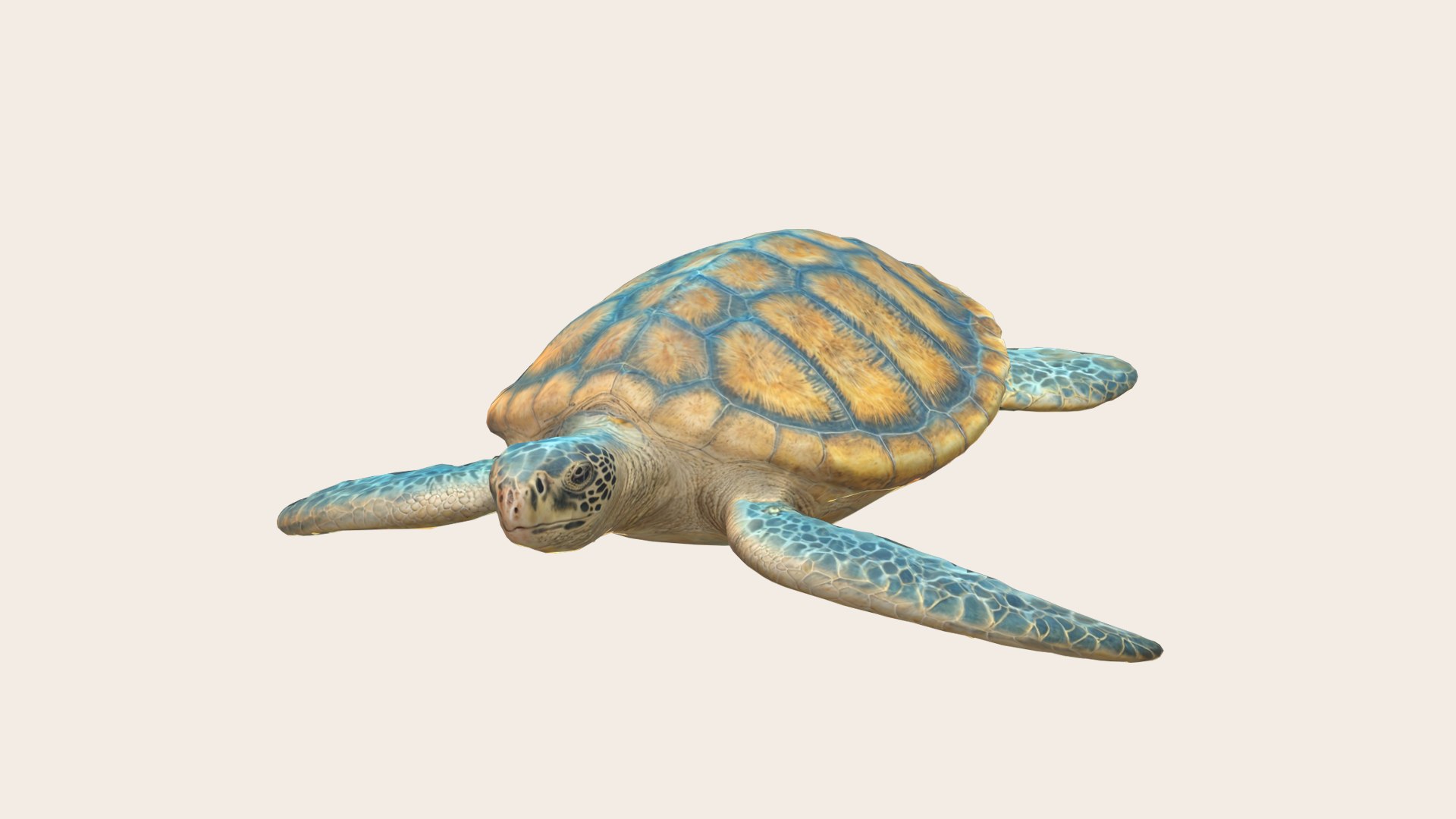 Sea Turtle 3D Model - TurboSquid 2270234