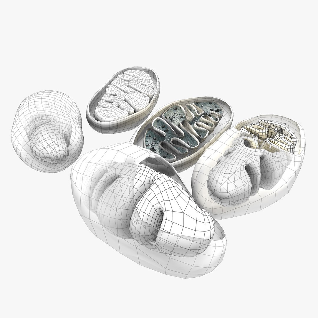 mitochondria dna 3d model