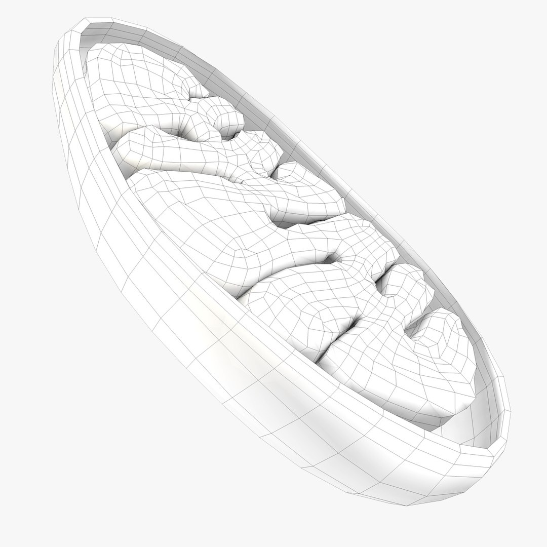 mitochondria dna 3d model