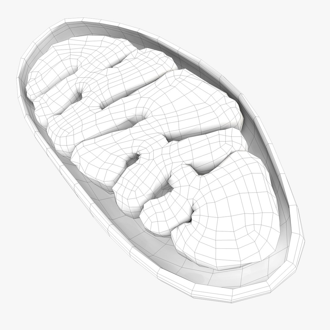 mitochondria dna 3d model
