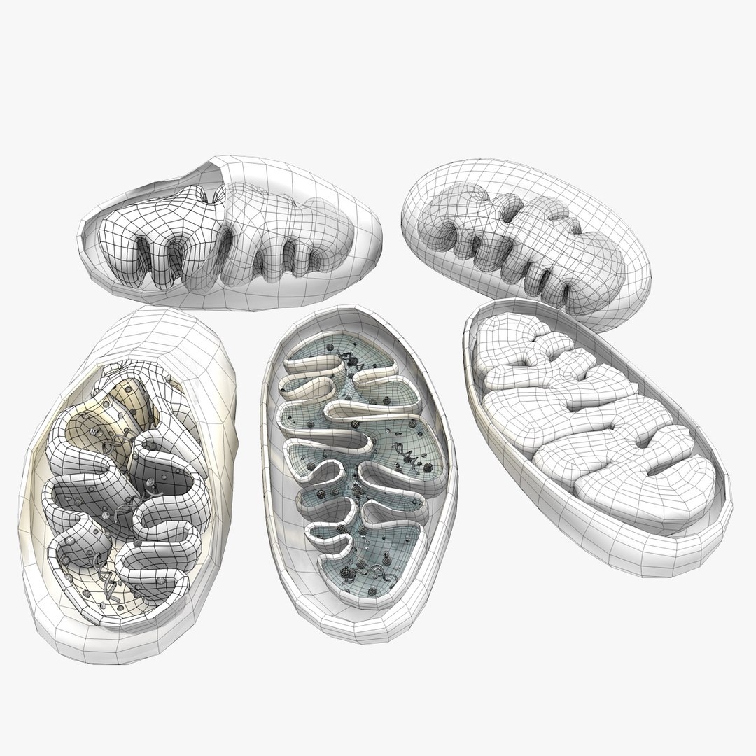 mitochondria dna 3d model