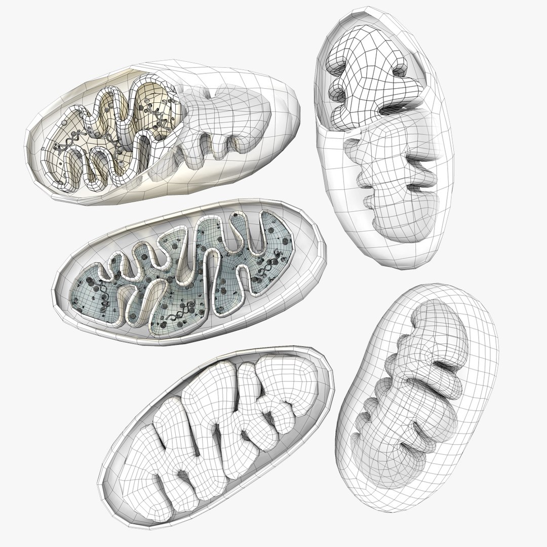 mitochondria dna 3d model