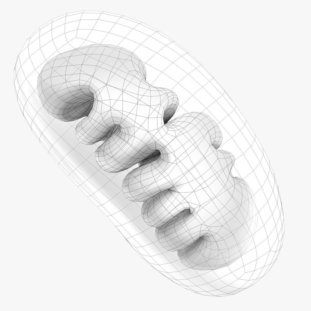 mitochondria dna 3d model