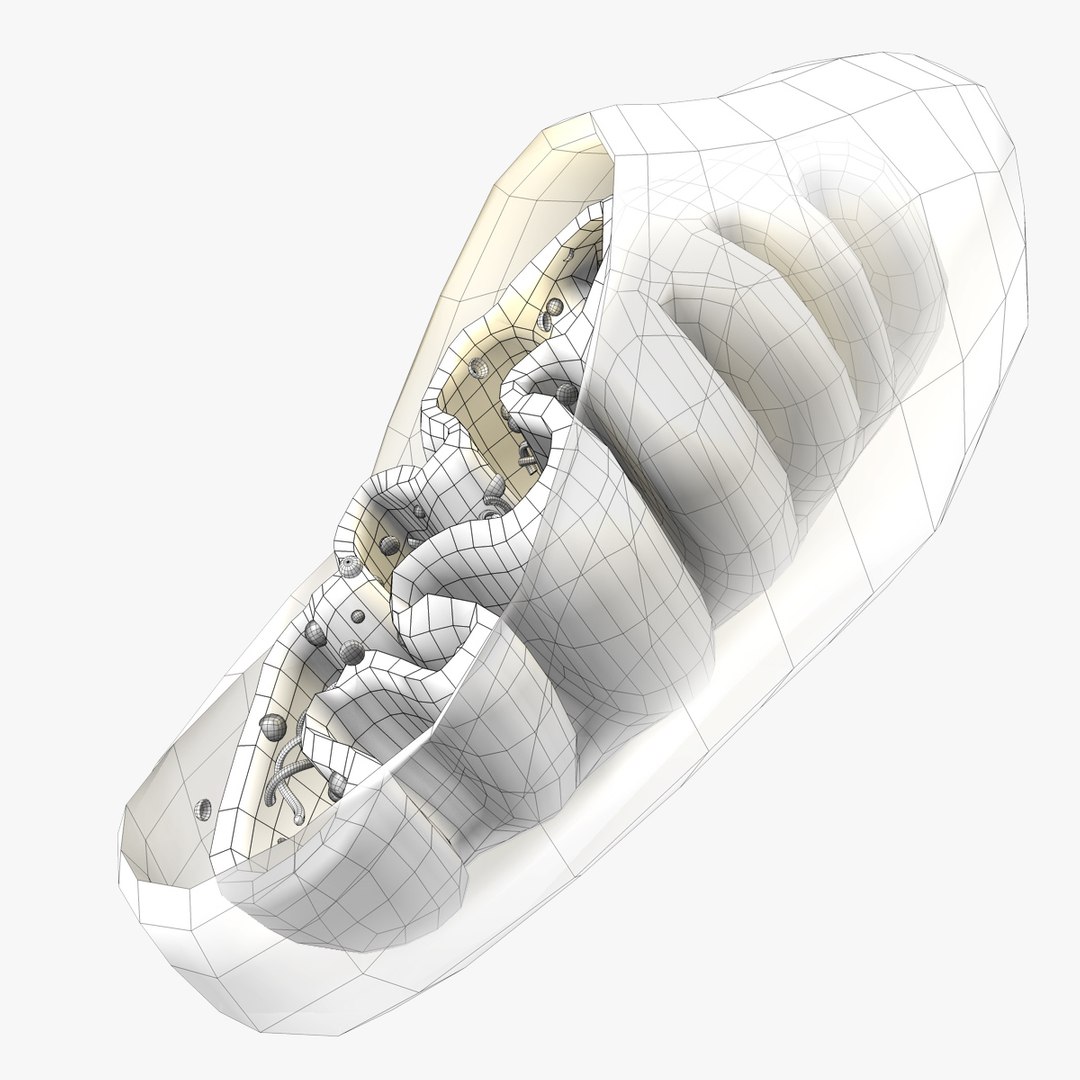 mitochondria dna 3d model
