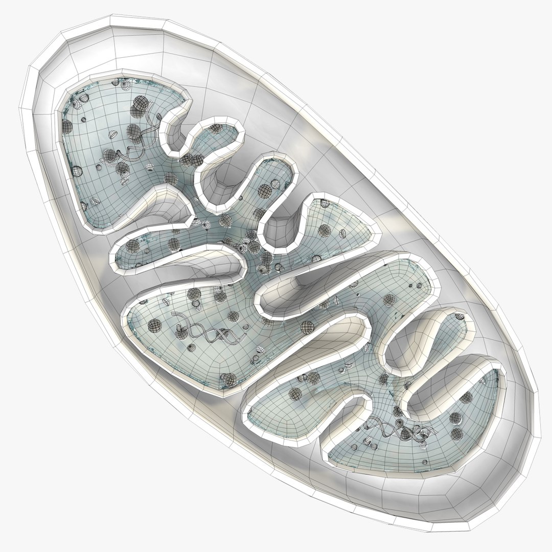 mitochondria dna 3d model