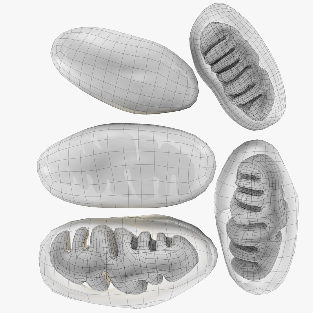 mitochondria dna 3d model