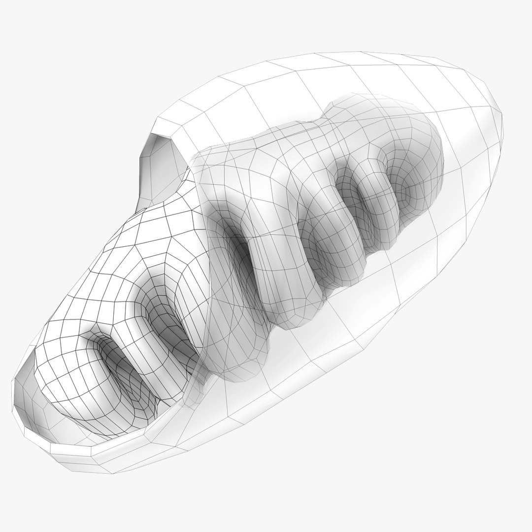 mitochondria dna 3d model