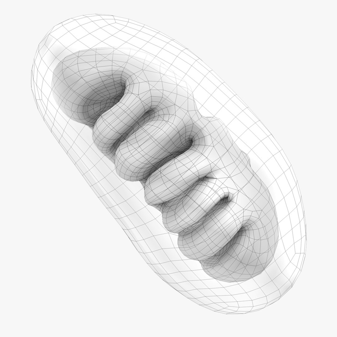 mitochondria dna 3d model