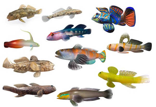 3d goby fish