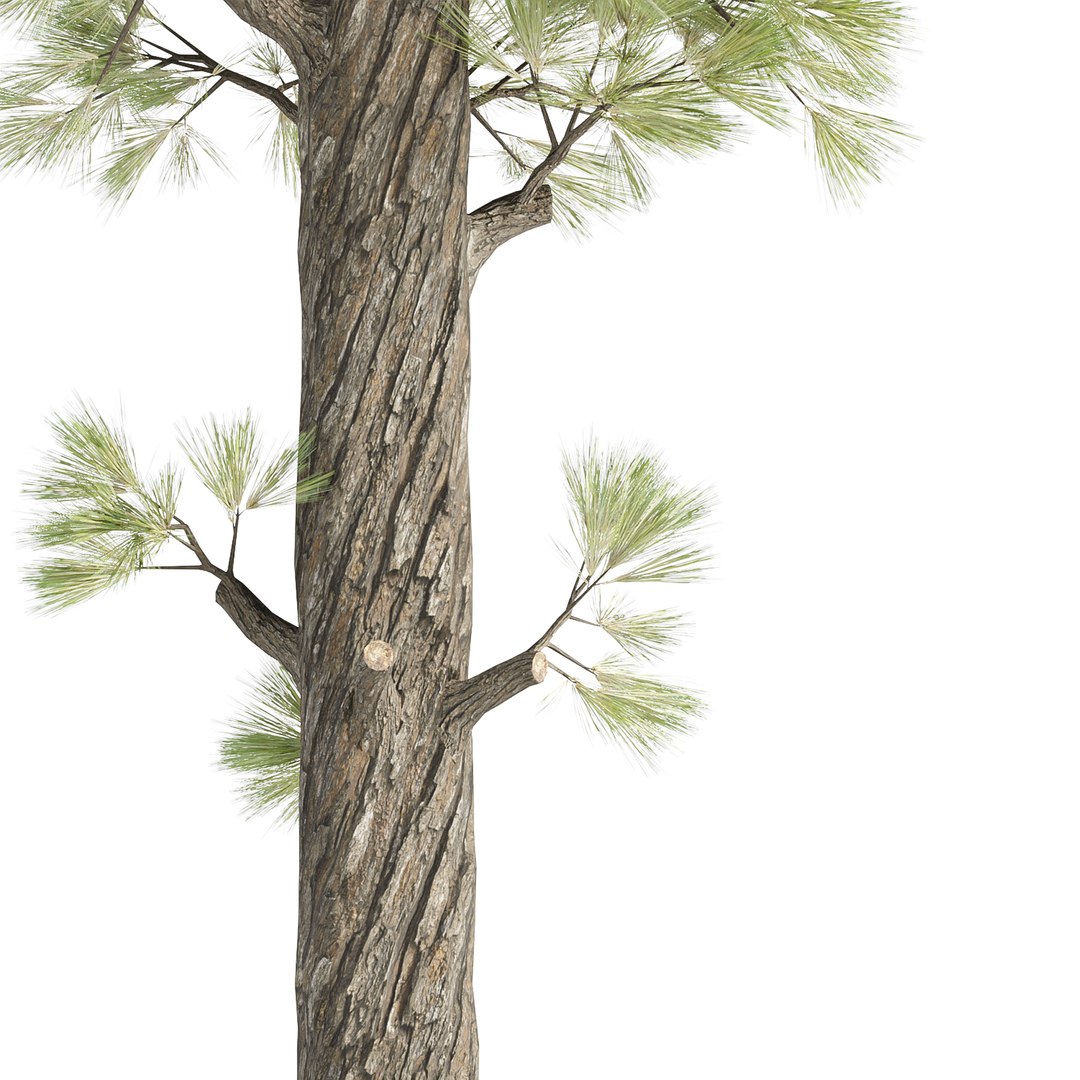 Pine Trees Collection Vol 227 3D - TurboSquid 2097918