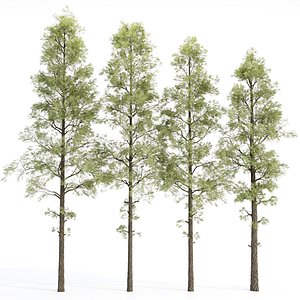 Pine Trees Collection Vol 39 Model - TurboSquid 1951491