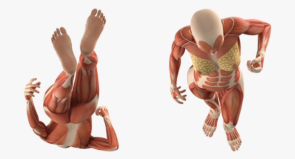 modelo 3d Anatomía de los músculos humanos femeninos - TurboSquid 1246349