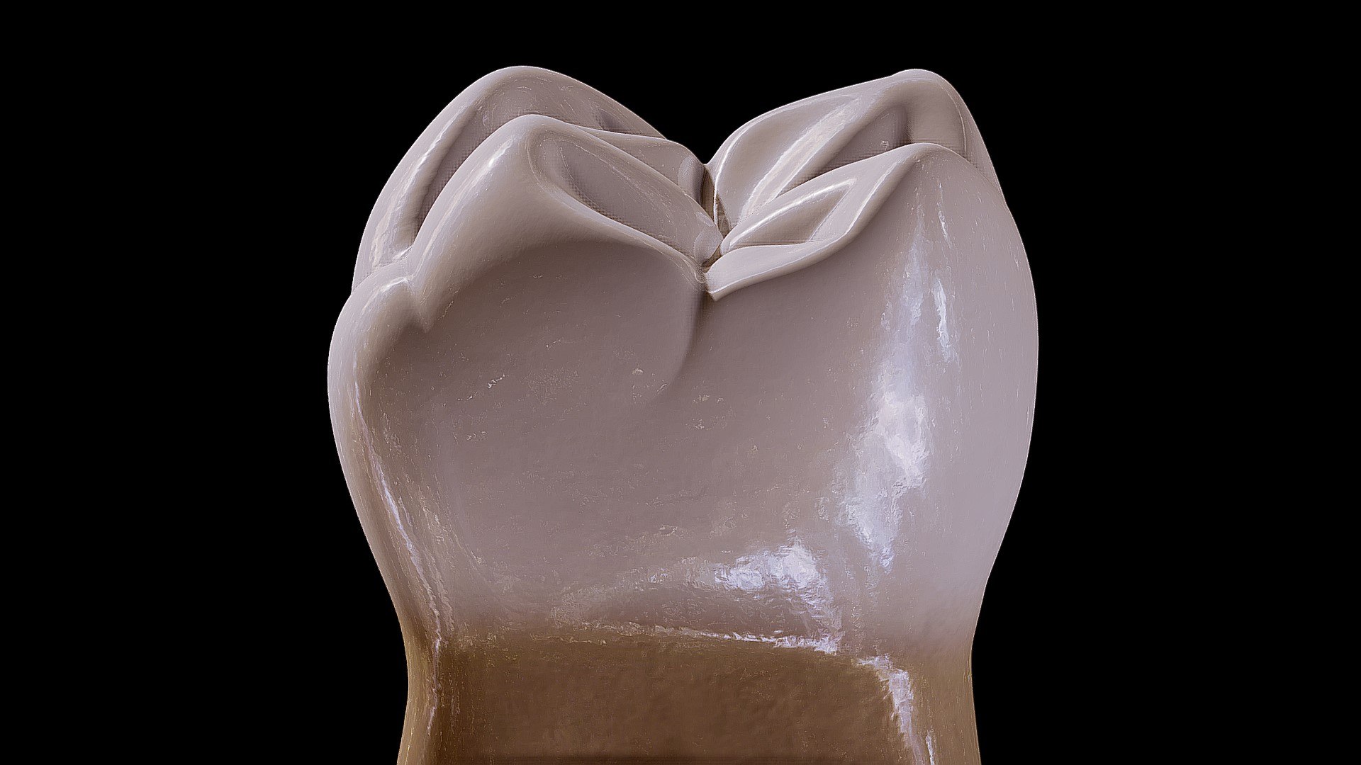 Maxillary First Molar 3D Model - TurboSquid 1911188