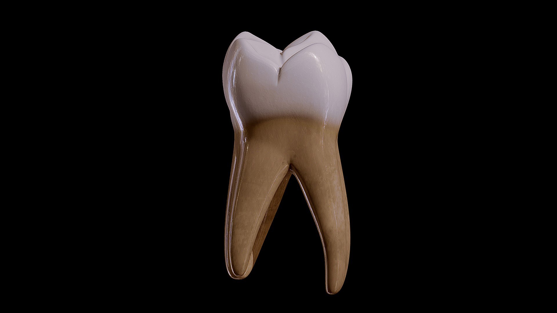 Maxillary First Molar 3D Model - TurboSquid 1911188