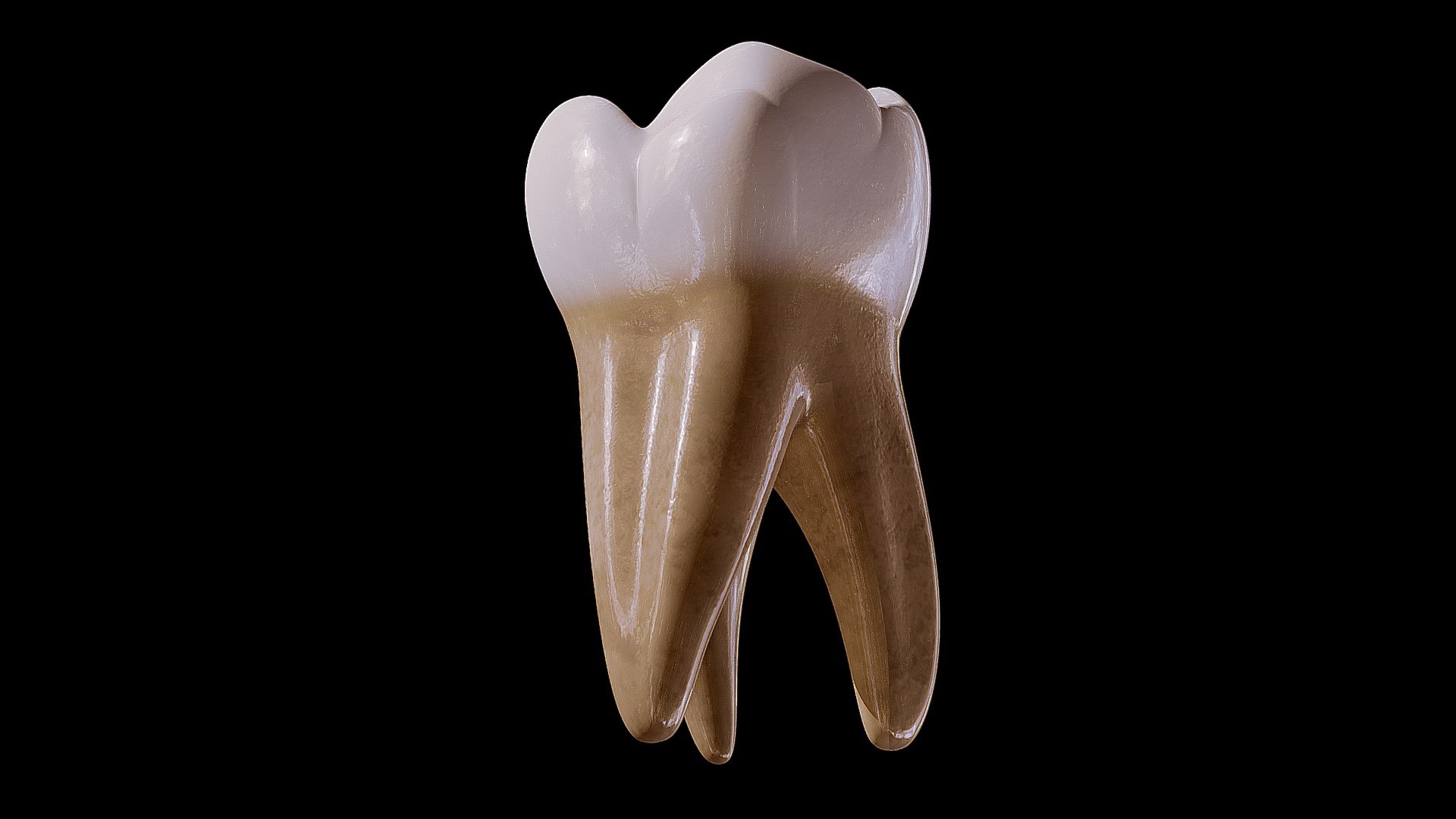 Maxillary First Molar 3D Model - TurboSquid 1911188