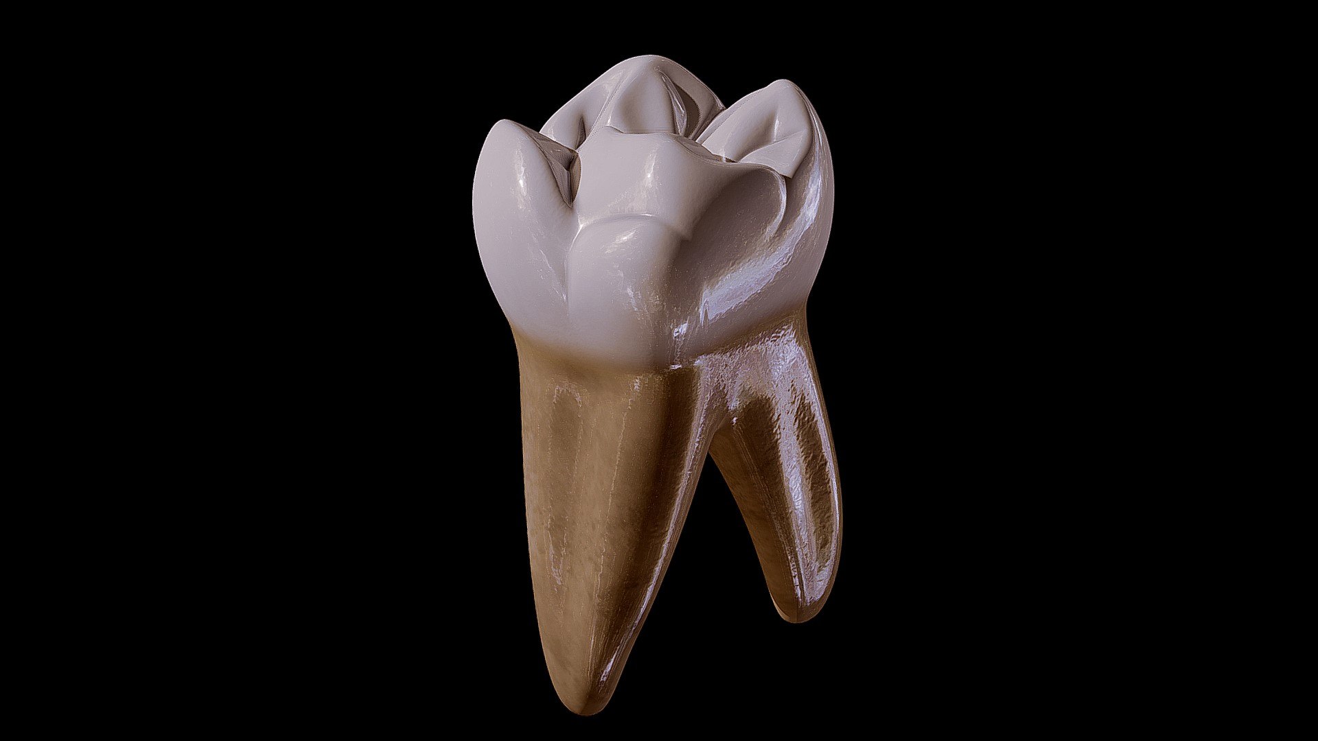 Maxillary First Molar 3D Model - TurboSquid 1911188