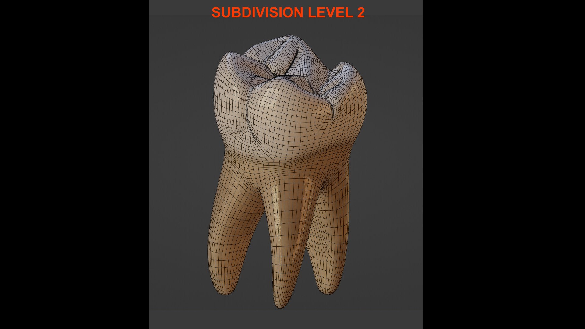 Maxillary First Molar 3D Model - TurboSquid 1911188