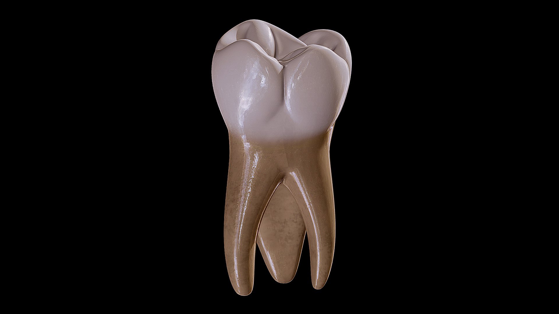 Maxillary First Molar 3D Model - TurboSquid 1911188