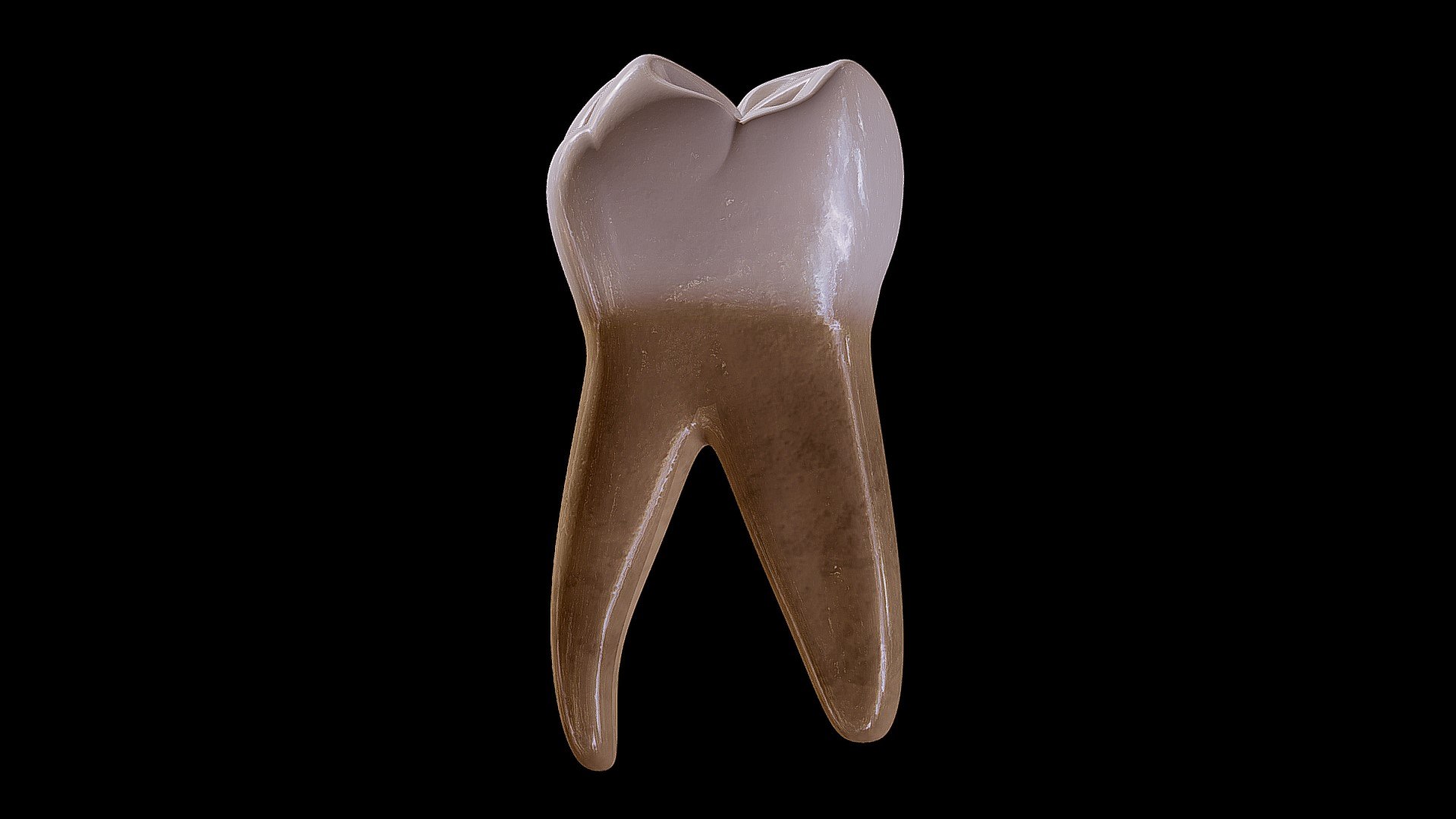 Maxillary First Molar 3D Model - TurboSquid 1911188