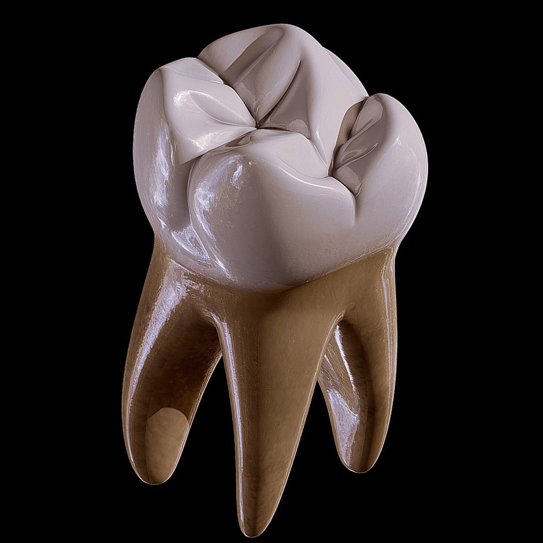 Maxillary First Molar 3D Model - TurboSquid 1911188