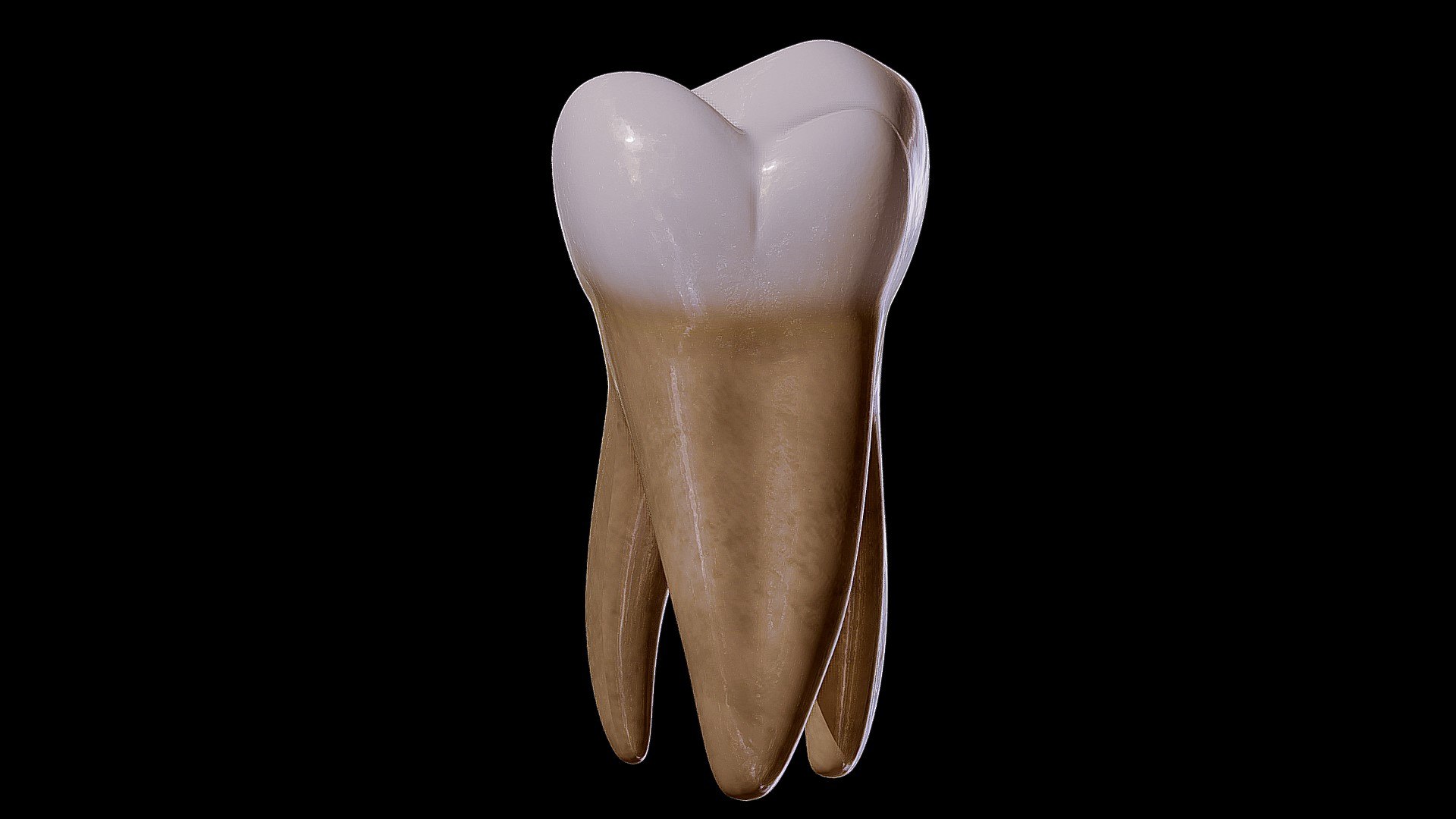 Maxillary First Molar 3D Model - TurboSquid 1911188