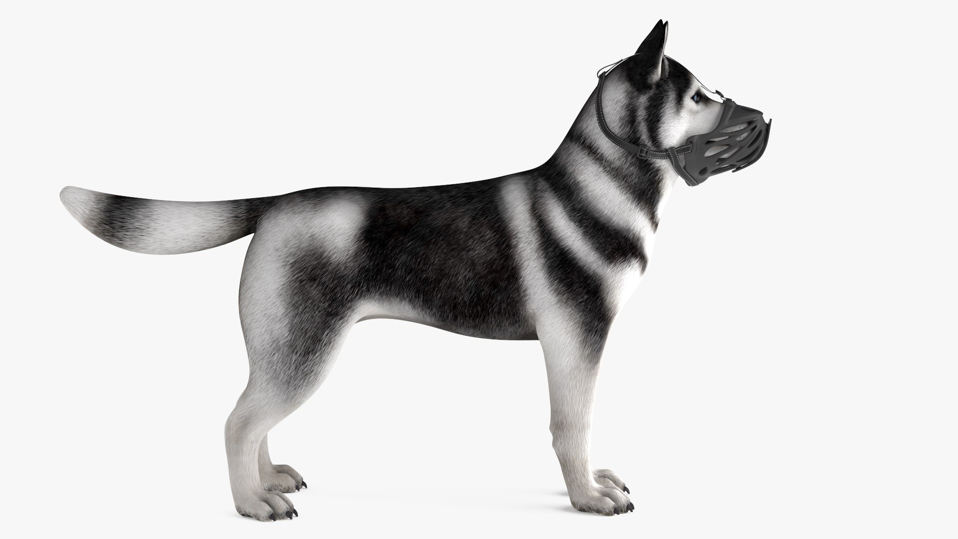 3D Siberian Husky With Muzzle Model - TurboSquid 2264873