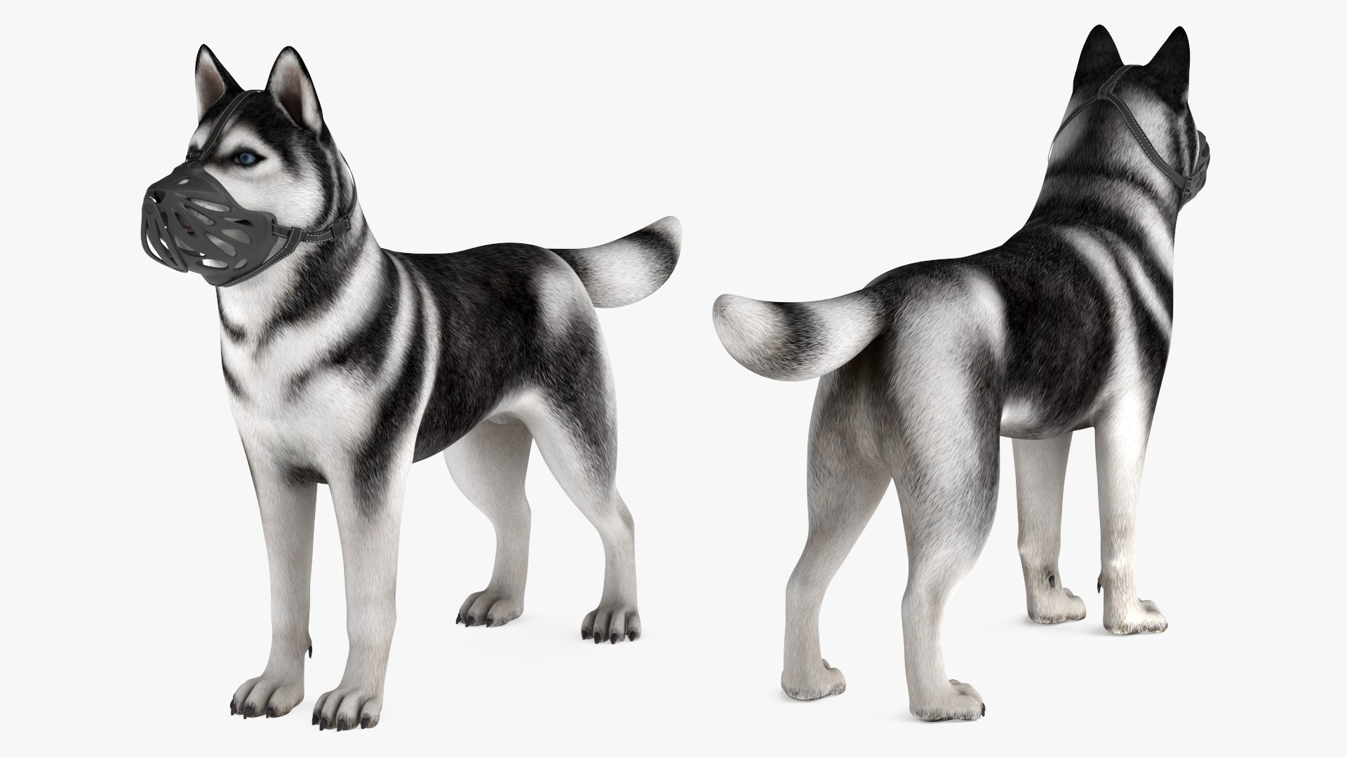3D Siberian Husky With Muzzle Model - TurboSquid 2264873